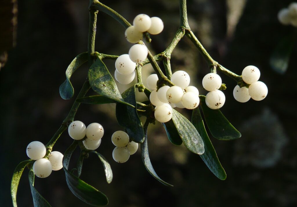 New Year's & Twelfth Night in Regency England - Jane Austen Variations